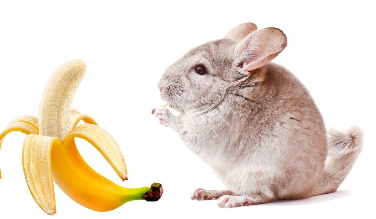 Can Chinchillas Eat Bananas? - Cheerful Chinchilla