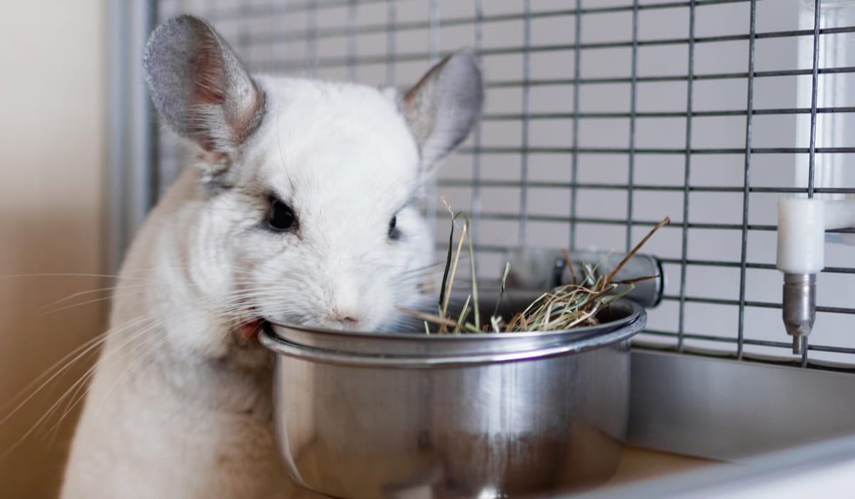 Can Chinchillas Get Fat? - Cheerful Chinchilla